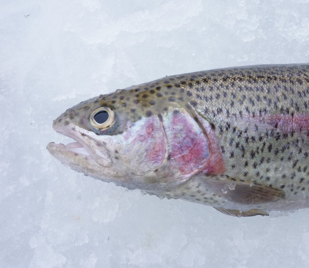 underwater beasts: saugeen conservation area rainbow trout – the ...